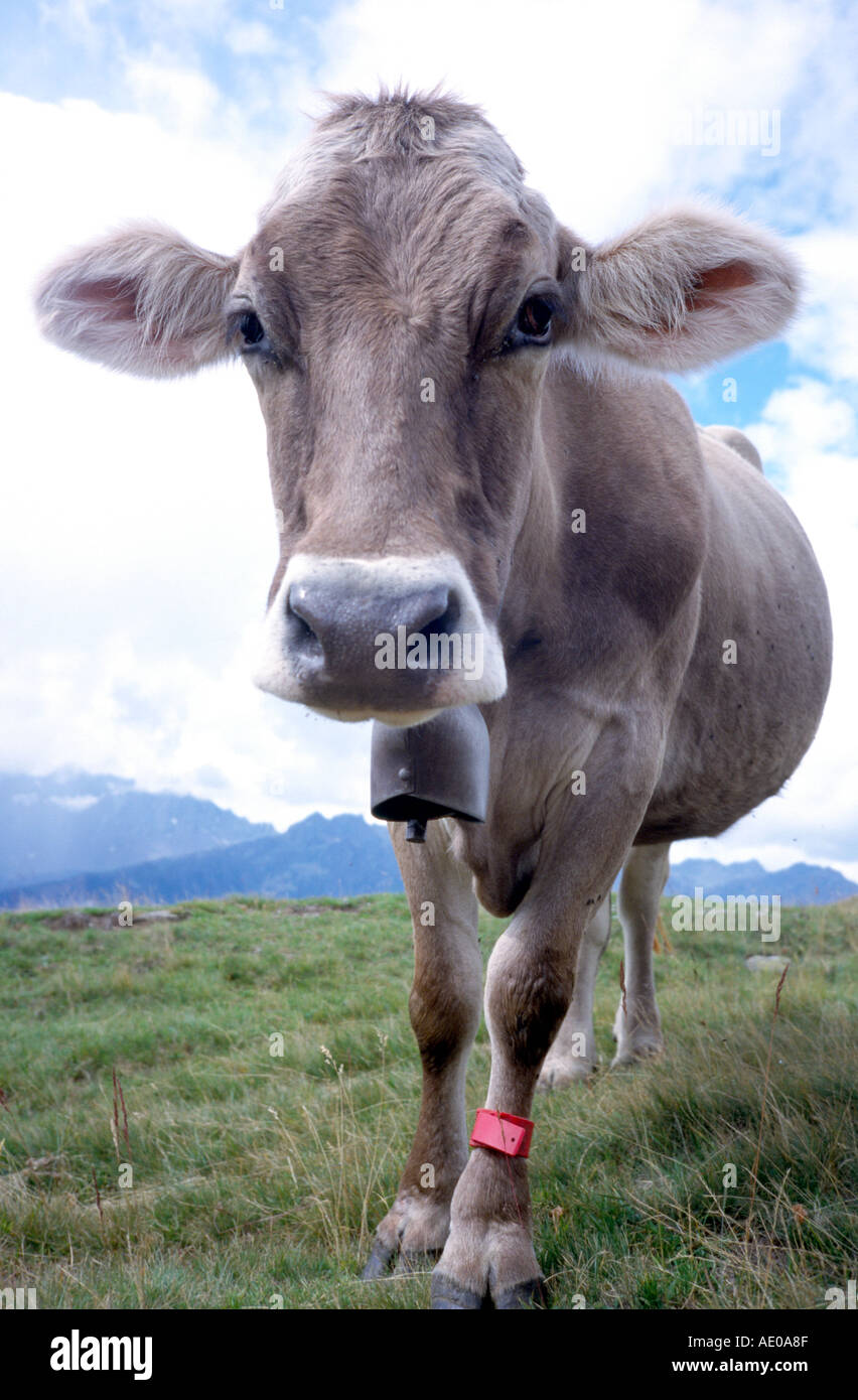 cow in high mountains Suisse Alpen Tessin Stock Photo - Alamy