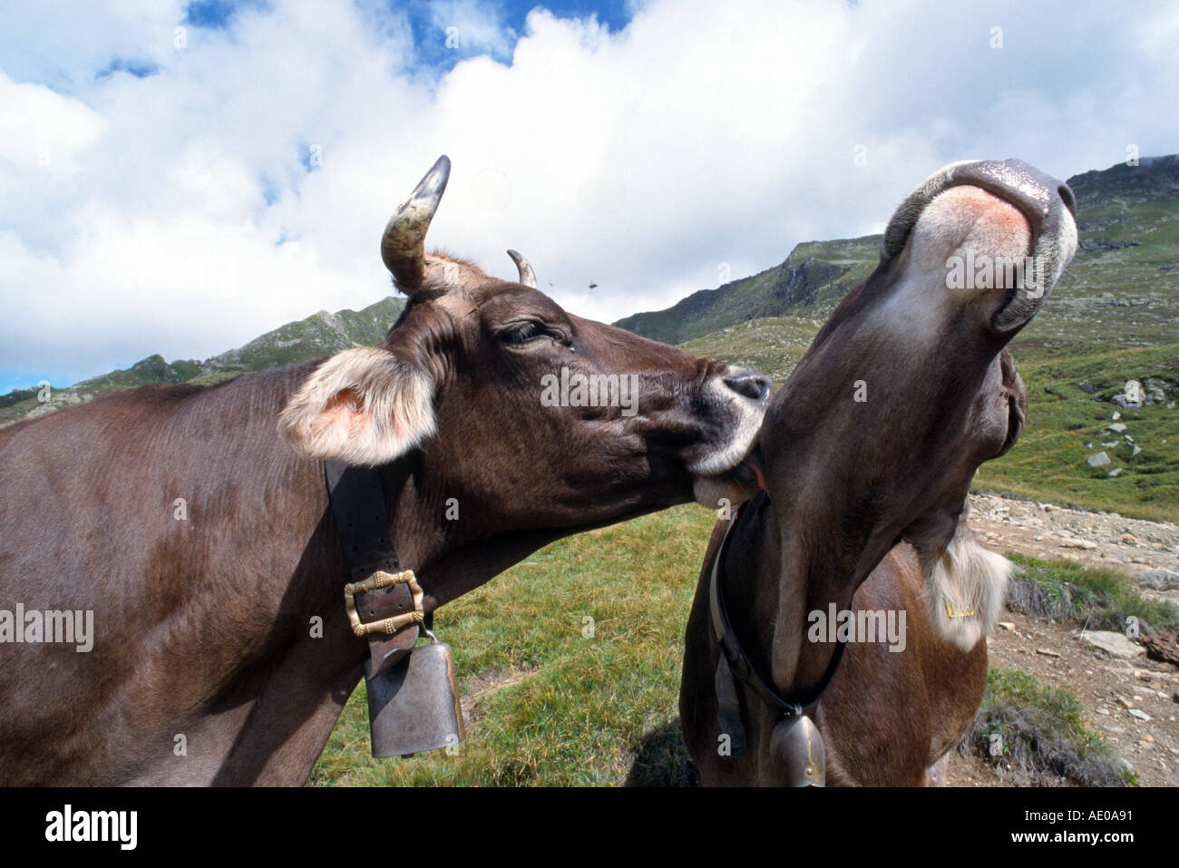 two cows necking high mountains Suisse Alpen Tessin Stock Photo - Alamy