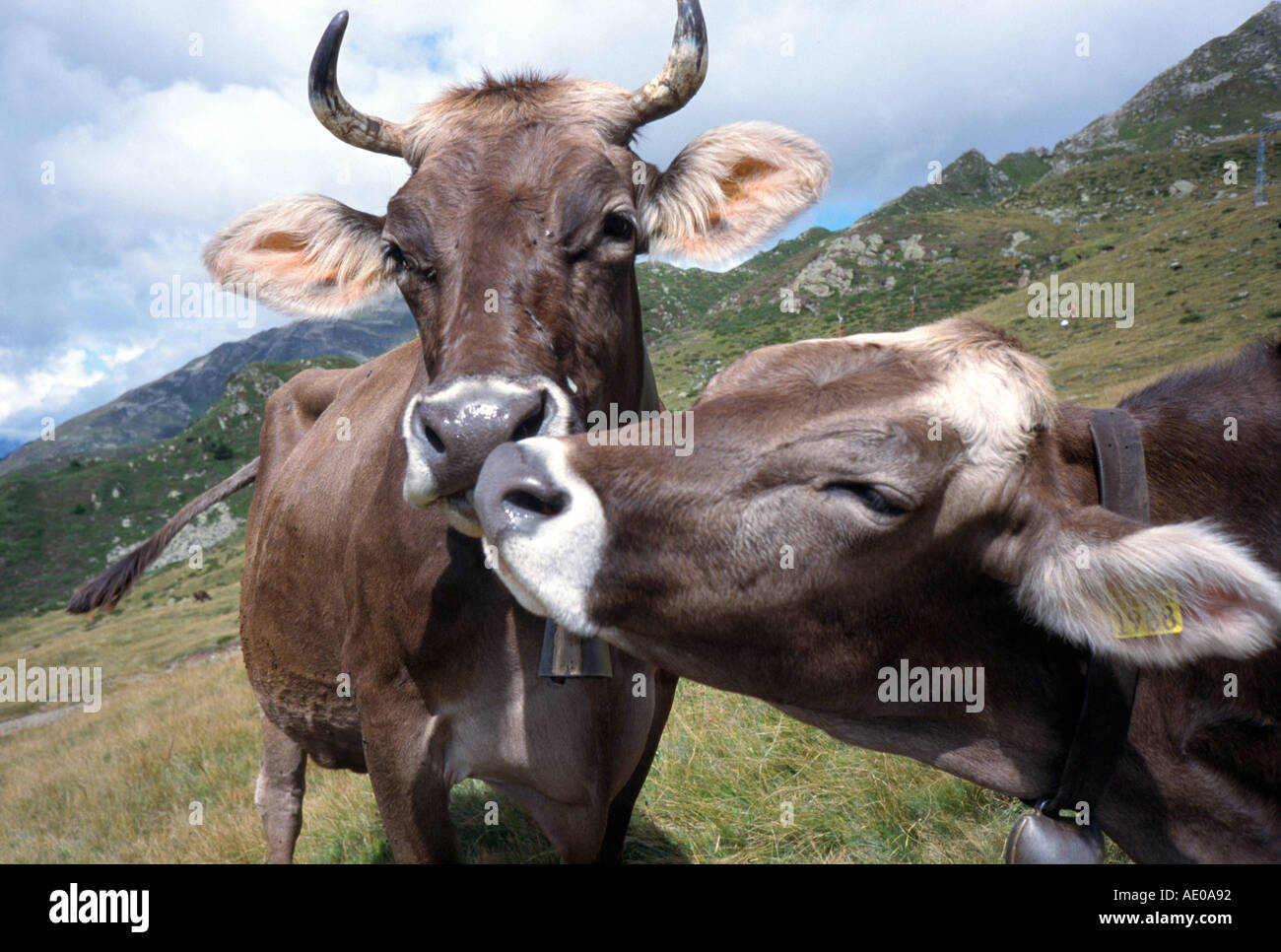 two cows necking high mountains Suisse Alpen Tessin Stock Photo - Alamy