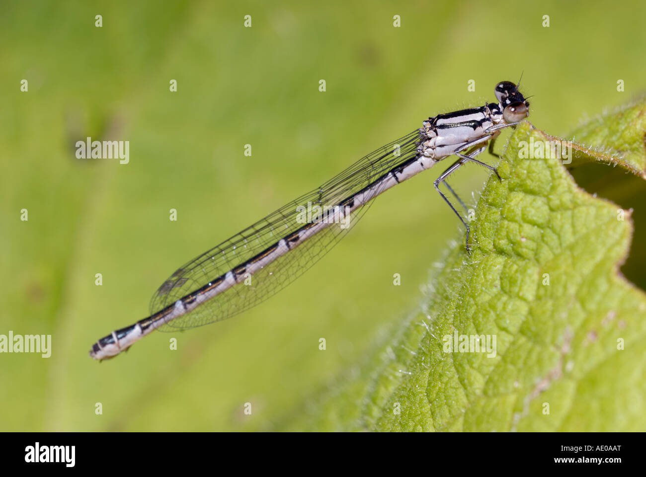 Common Blue damselfly, Enallagma cyathigerum, Wales, UK Stock Photo - Alamy