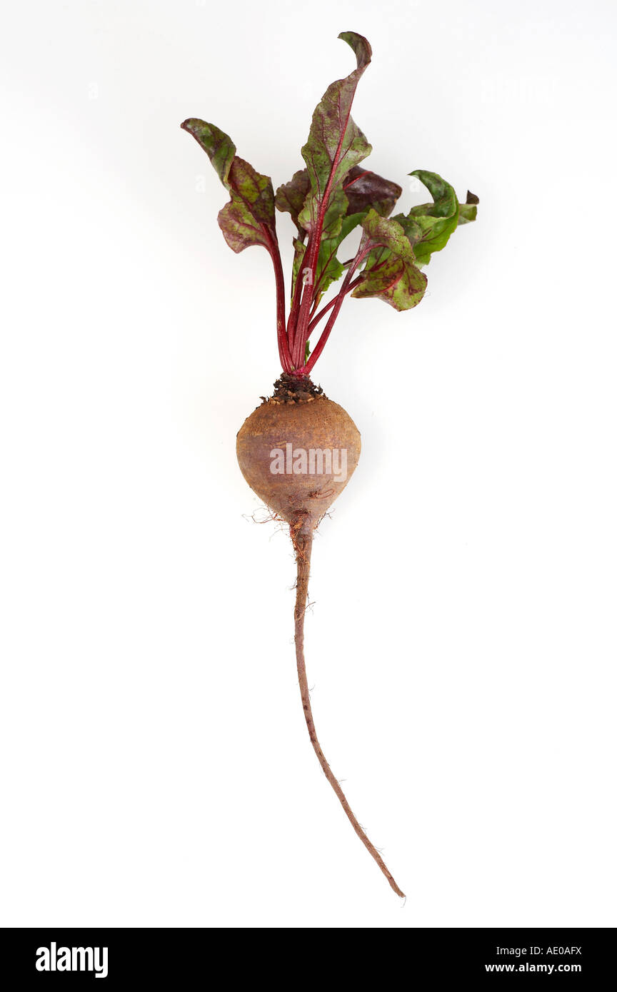 Beetroot on white background Stock Photo - Alamy
