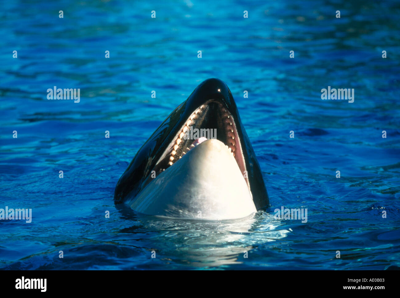 Orca Orcinus orca Schwertwal Saeugetiere mammals animals Wale whales ...