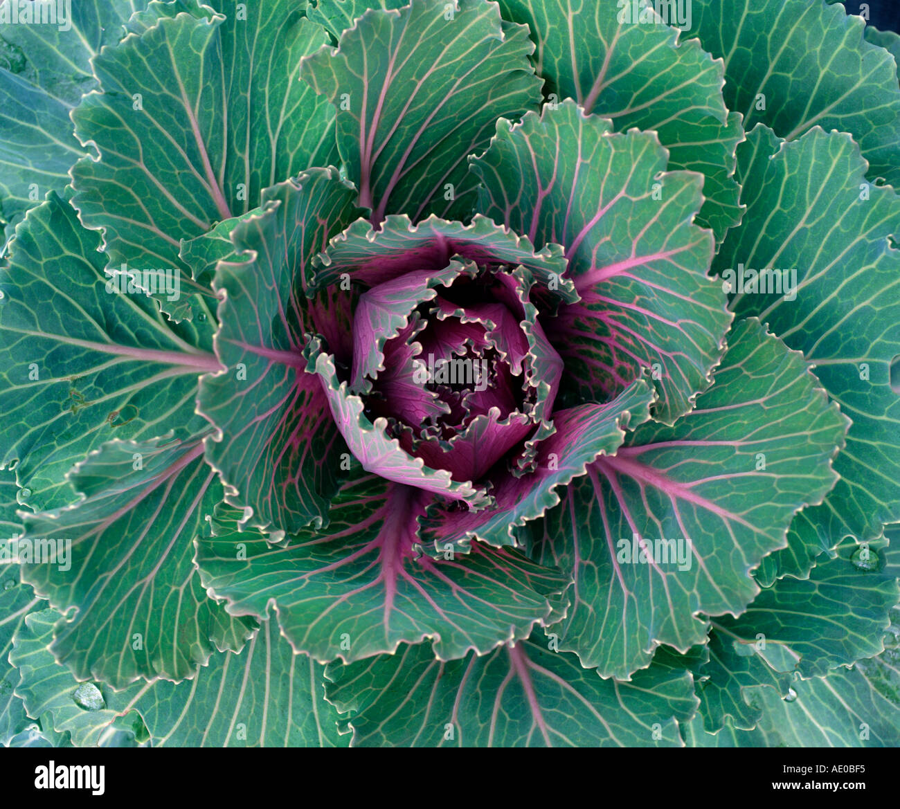 Ornamental Cabbage Brassica aleracea var acephala Stock Photo - Alamy