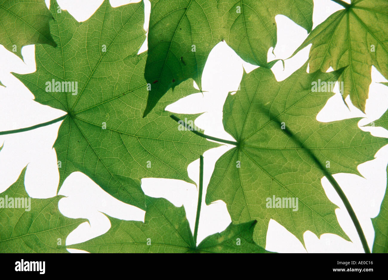 Norway Maple spring leaves Acer platanoides Stock Photo - Alamy
