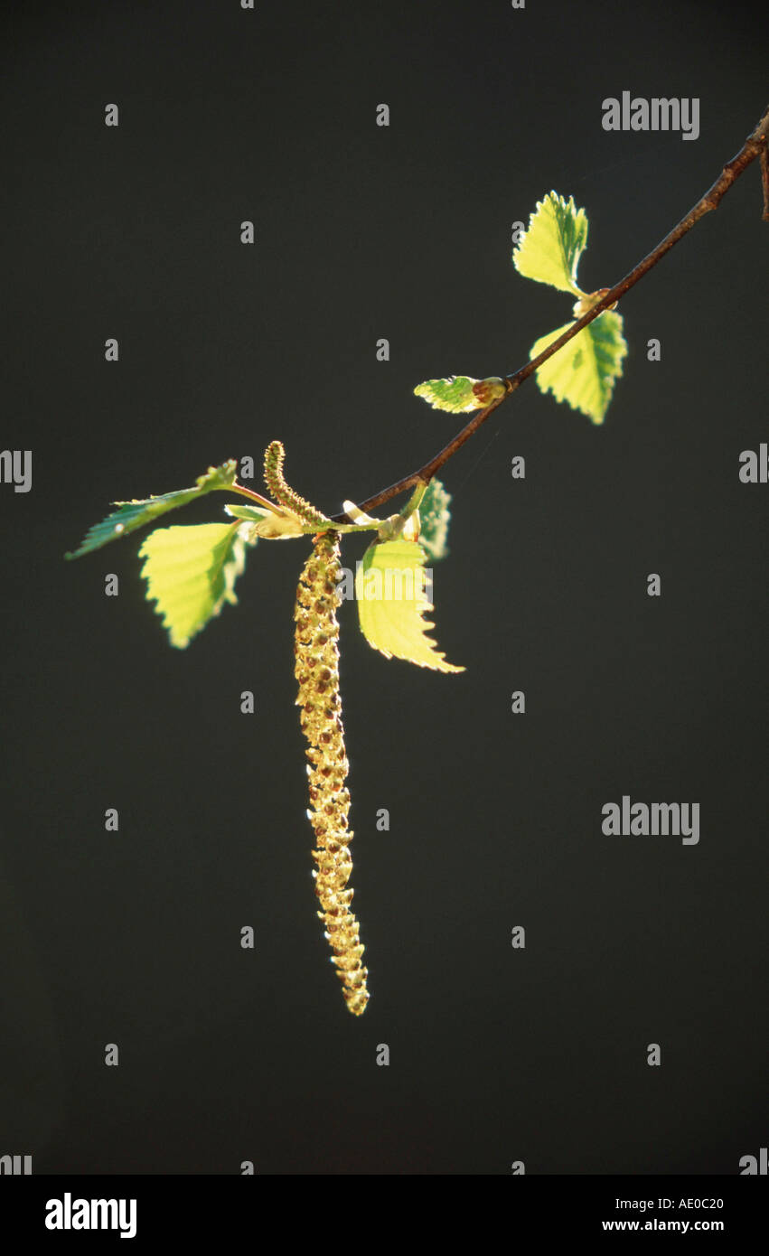 Silver Birch catkin North Rhine Westphalia Germany Betula pendula Stock ...