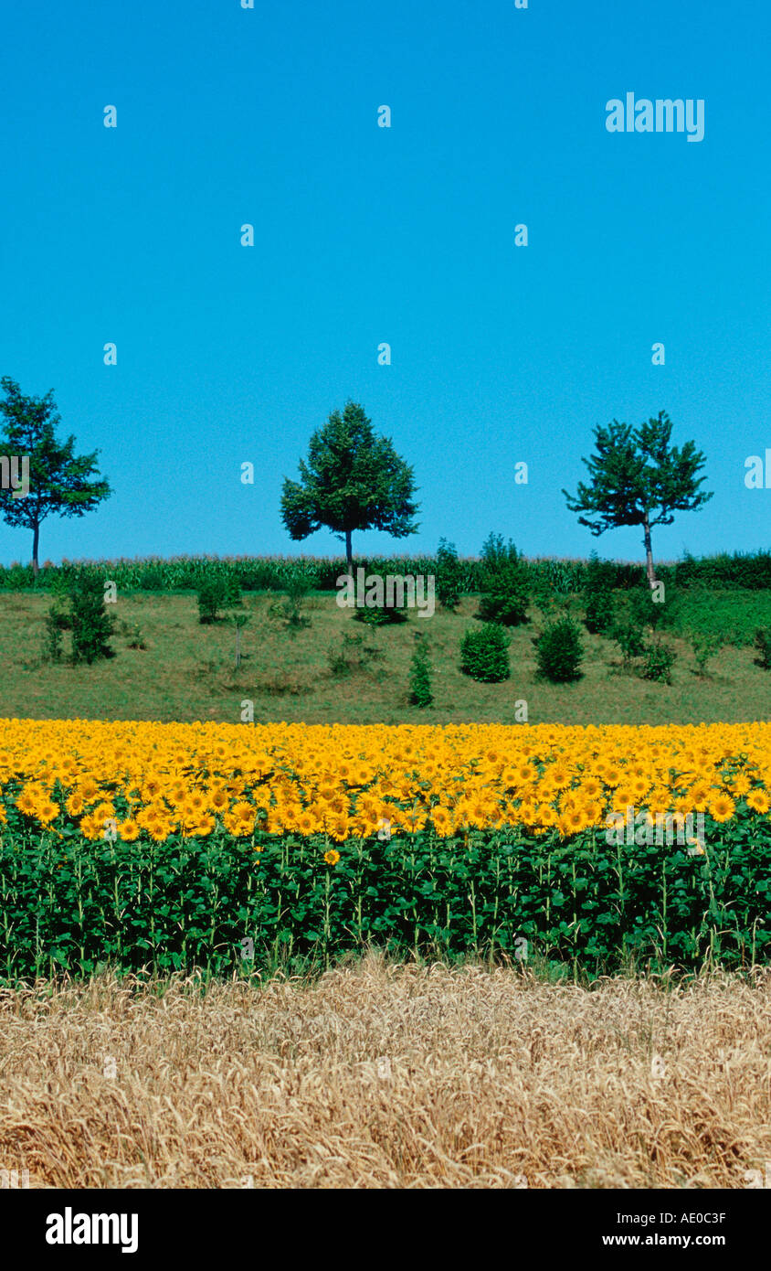 Sunflower field Switzerland Helianthus annuus Stock Photo - Alamy