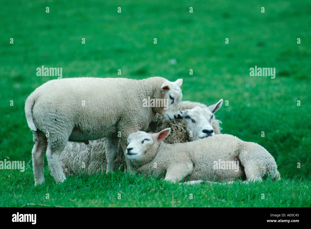 Texel Sheep with lambs Texel Netherlands Stock Photo - Alamy