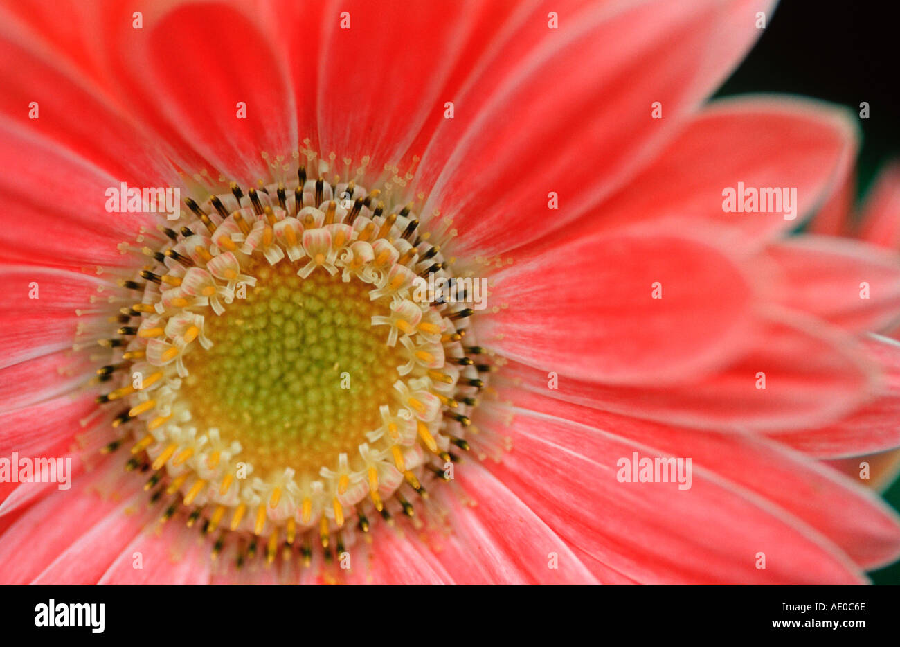 Gerbera Gerbera jamesonii Stock Photo - Alamy