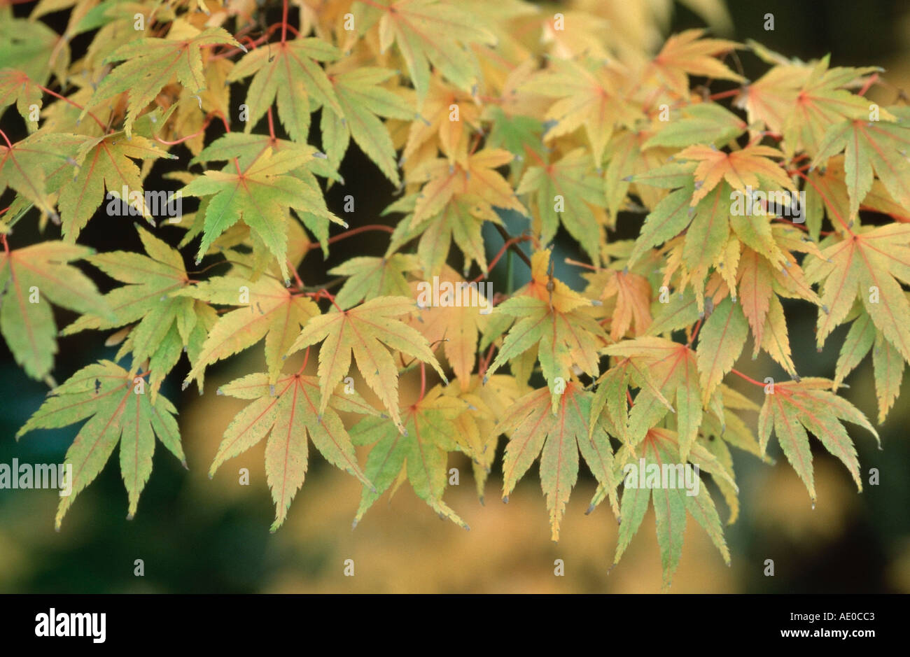 Maple tree autumn foliage Acer palmatum Stock Photo - Alamy