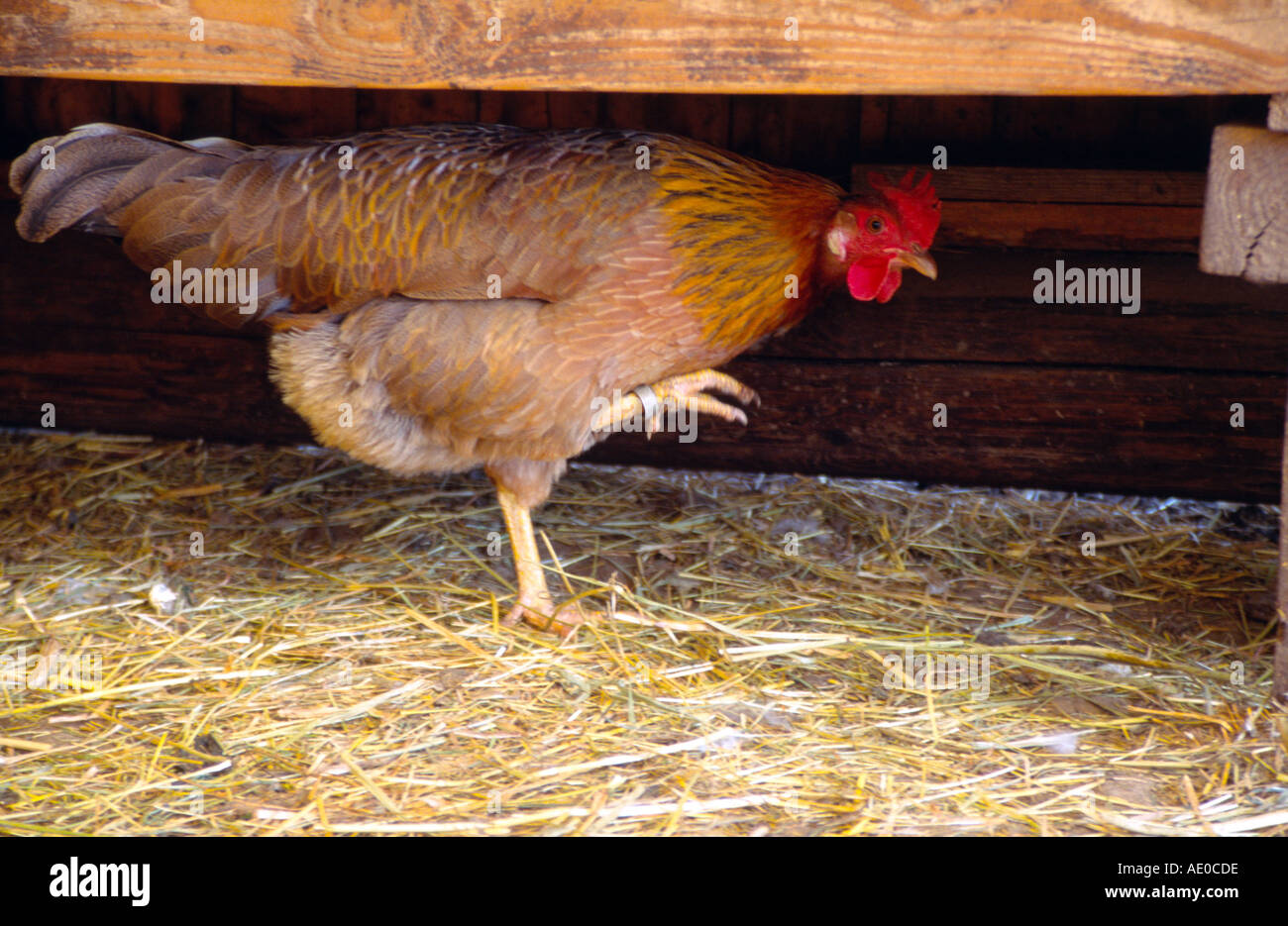 chicken living naturally Stock Photo - Alamy