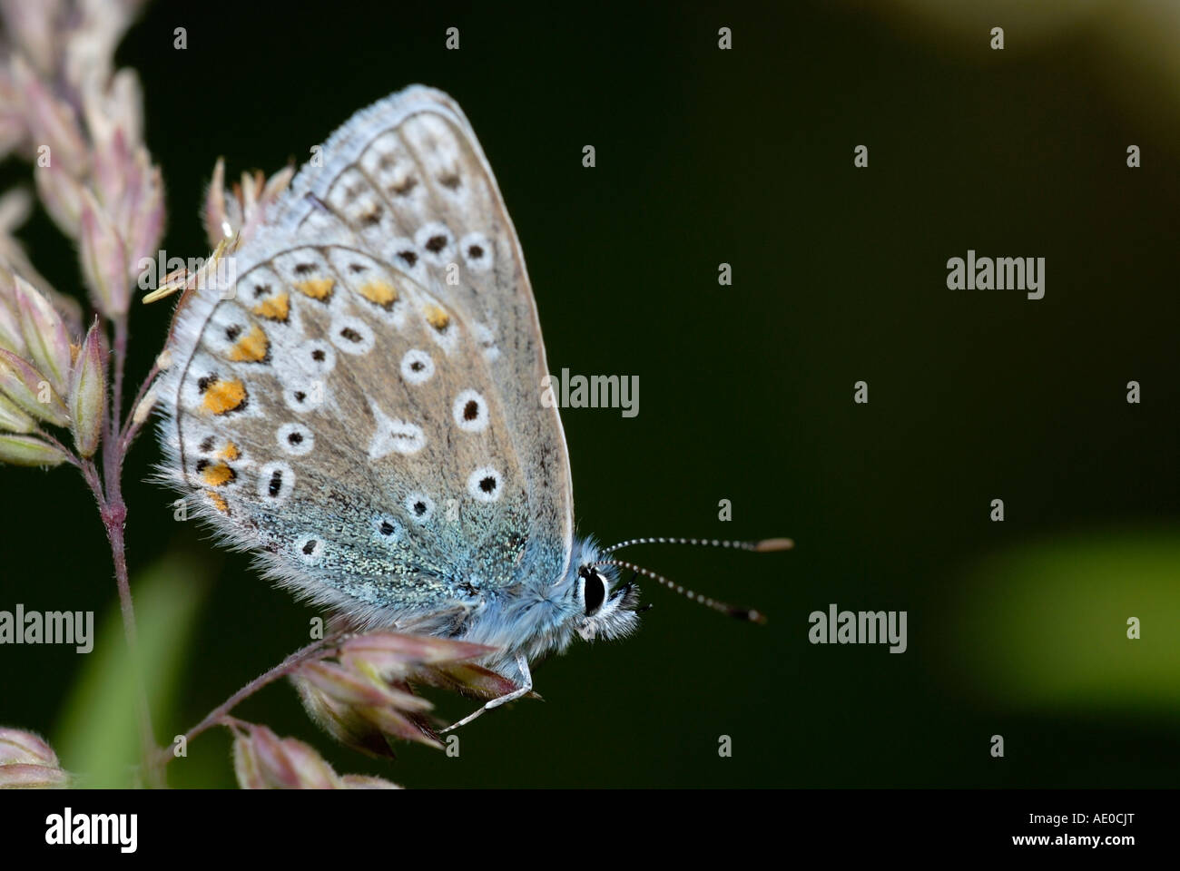 Blue butterfly wing hi-res stock photography and images - Alamy