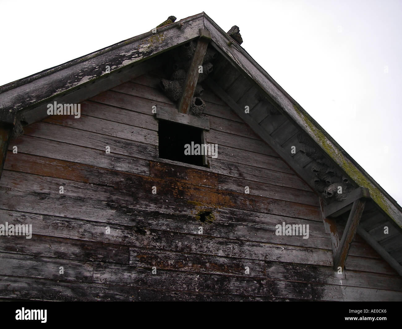 Barn swallow nests in abandoned cannery. Eyak River, AK. USA Stock ...
