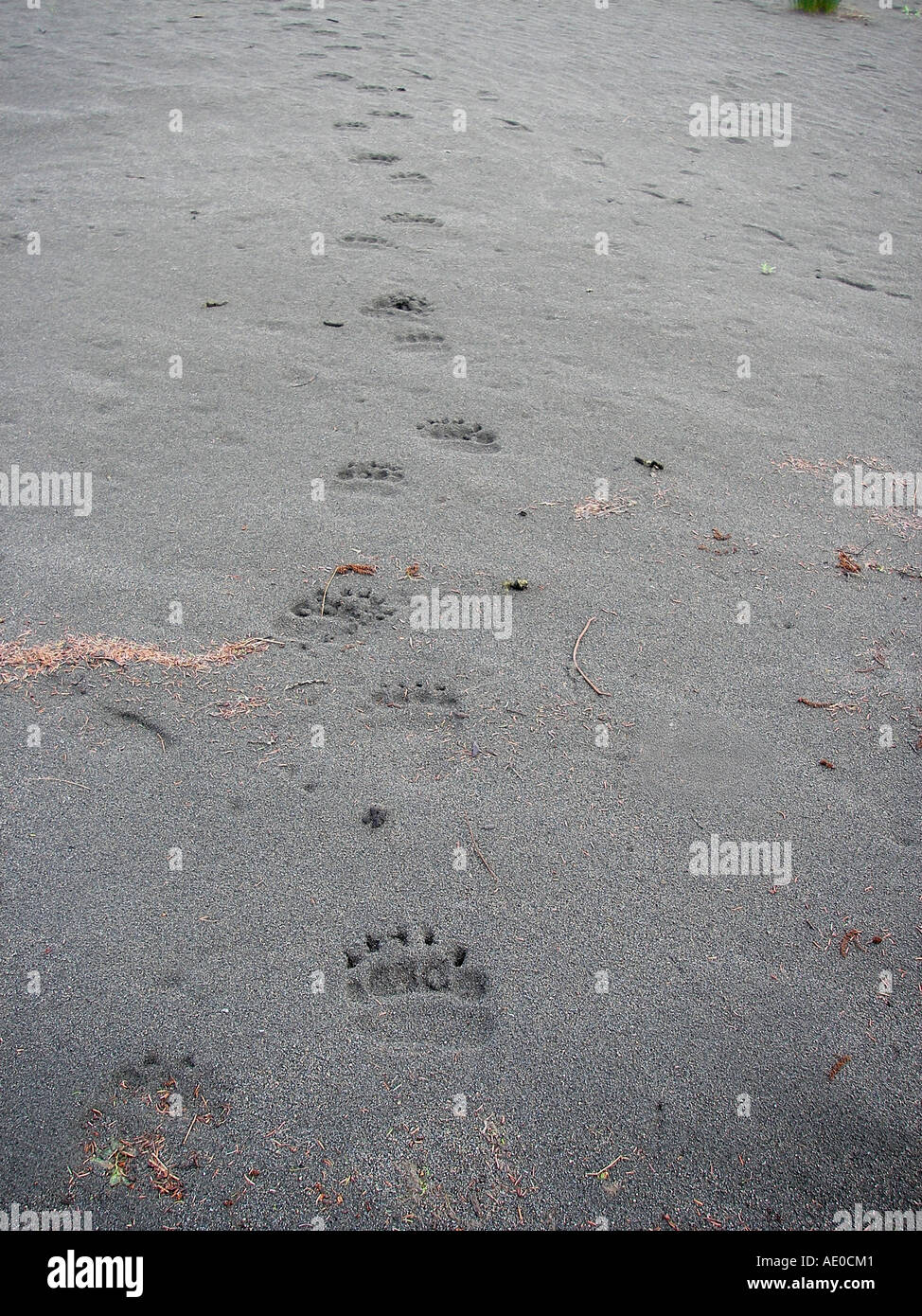 Bear tracks near the Eyak River - Southeast AK. USA Stock Photo - Alamy