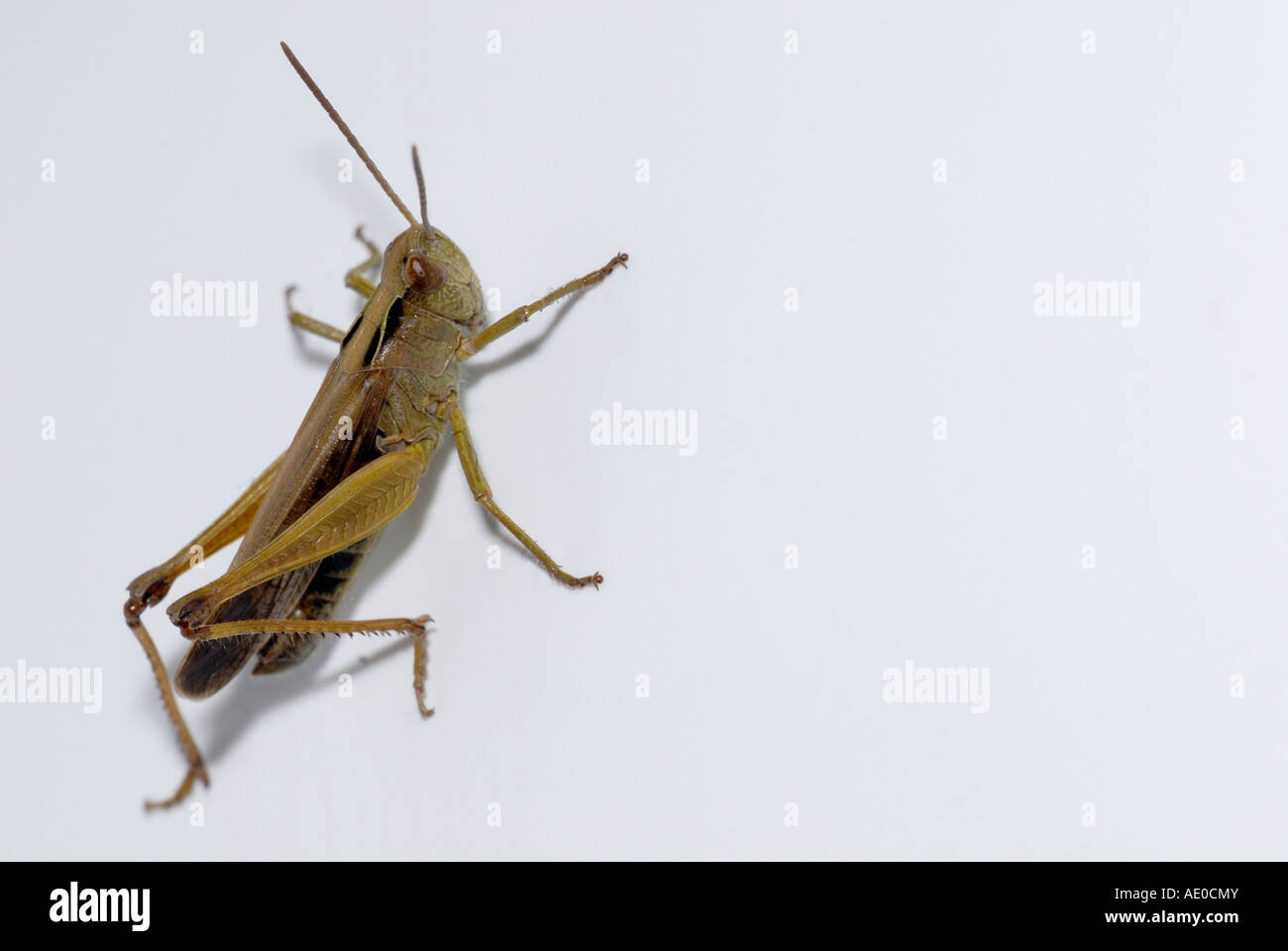 Common Field Grasshopper, Chorthippus brunneus on a white background ...