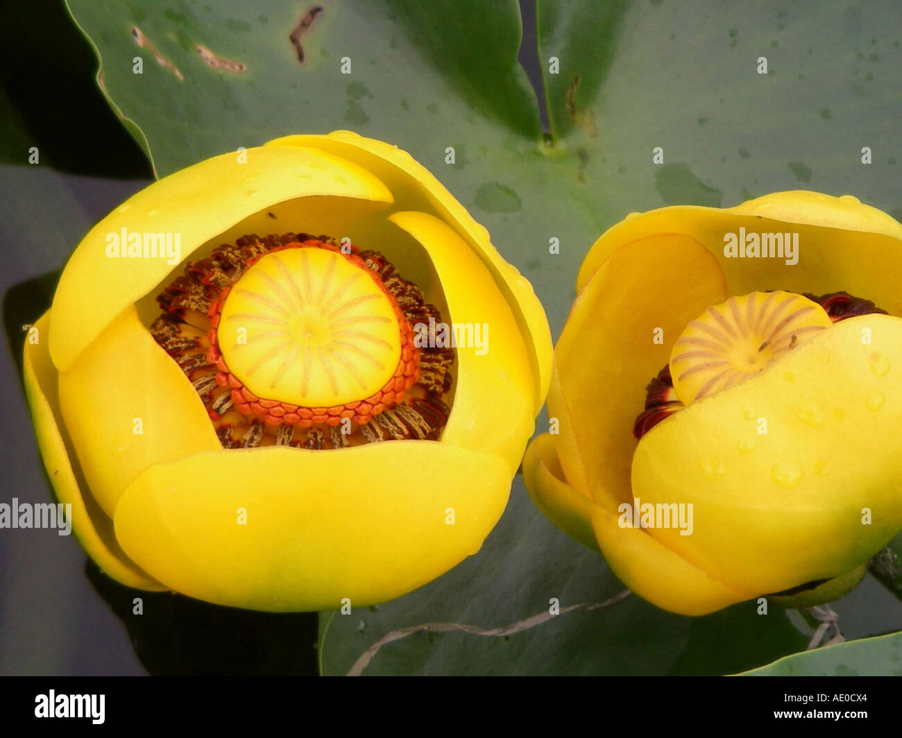 Eyak river hi-res stock photography and images - Alamy