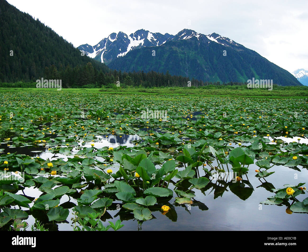 Lily pads adorn pond with mountains in background, near the Eyak River ...