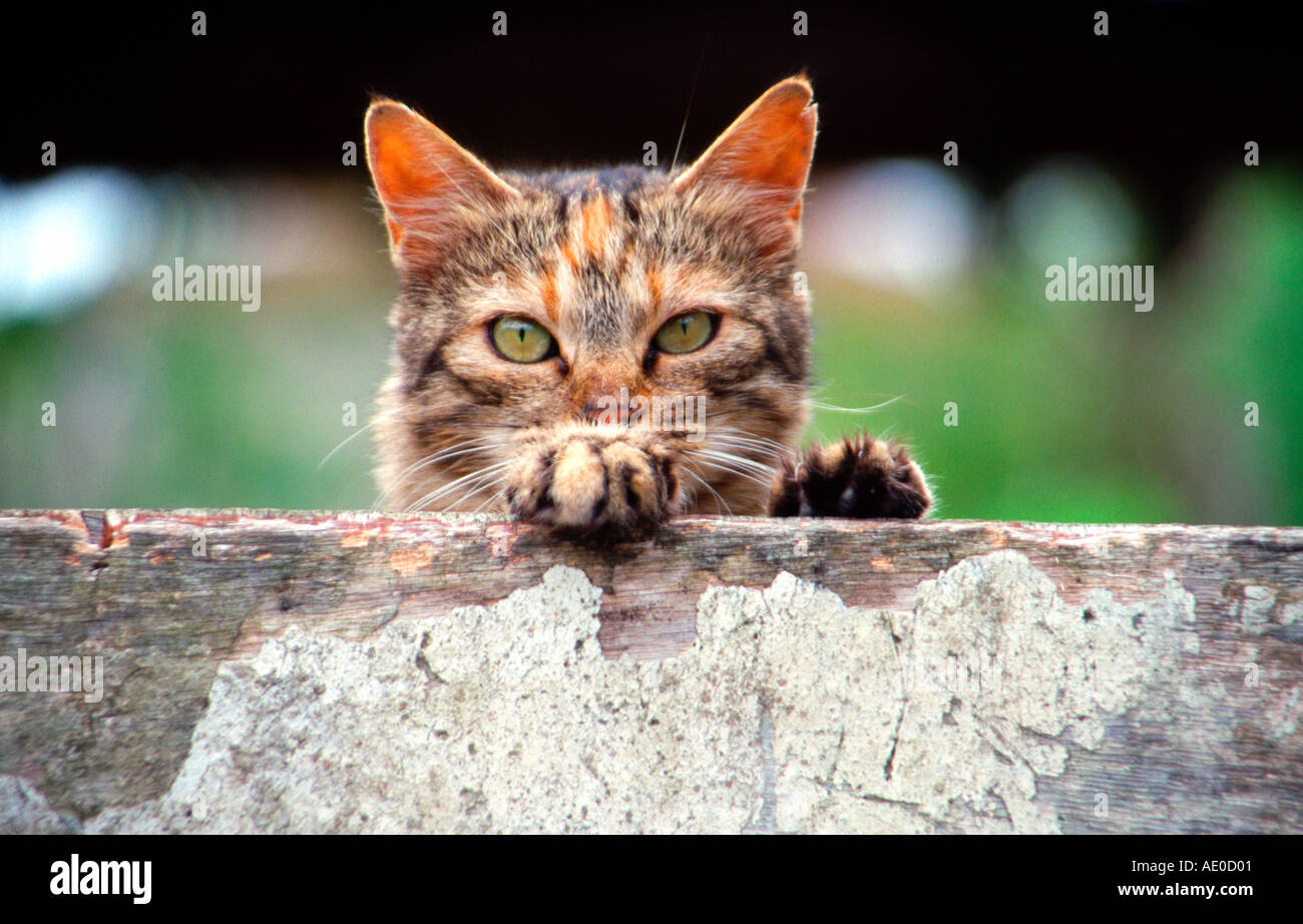 Cat is scouting Stock Photo - Alamy