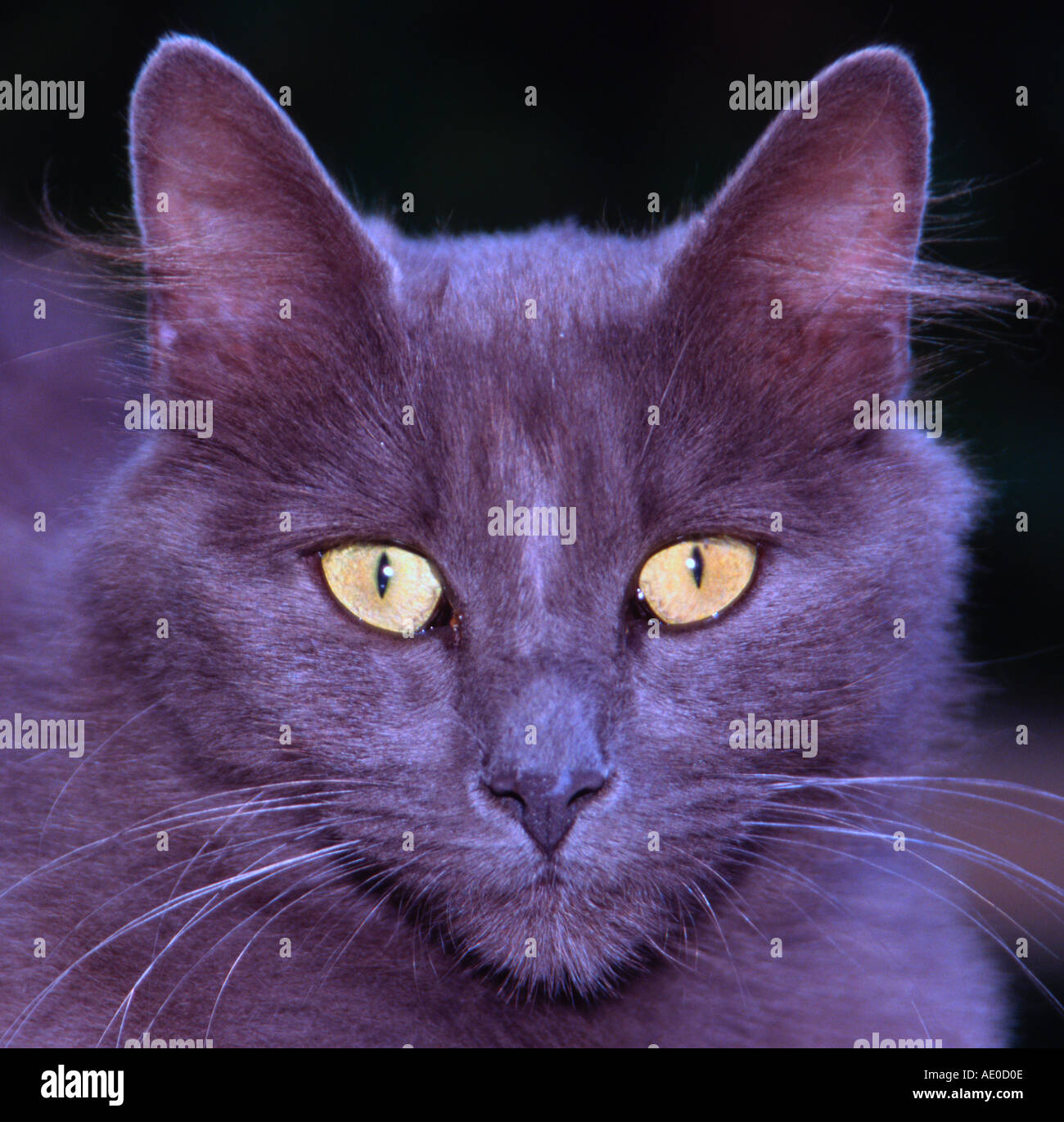 Nightcat Cat at night Stock Photo - Alamy