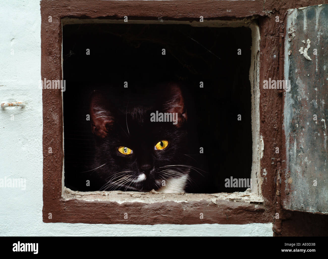 cat looking out of a hatch of window Stock Photo - Alamy
