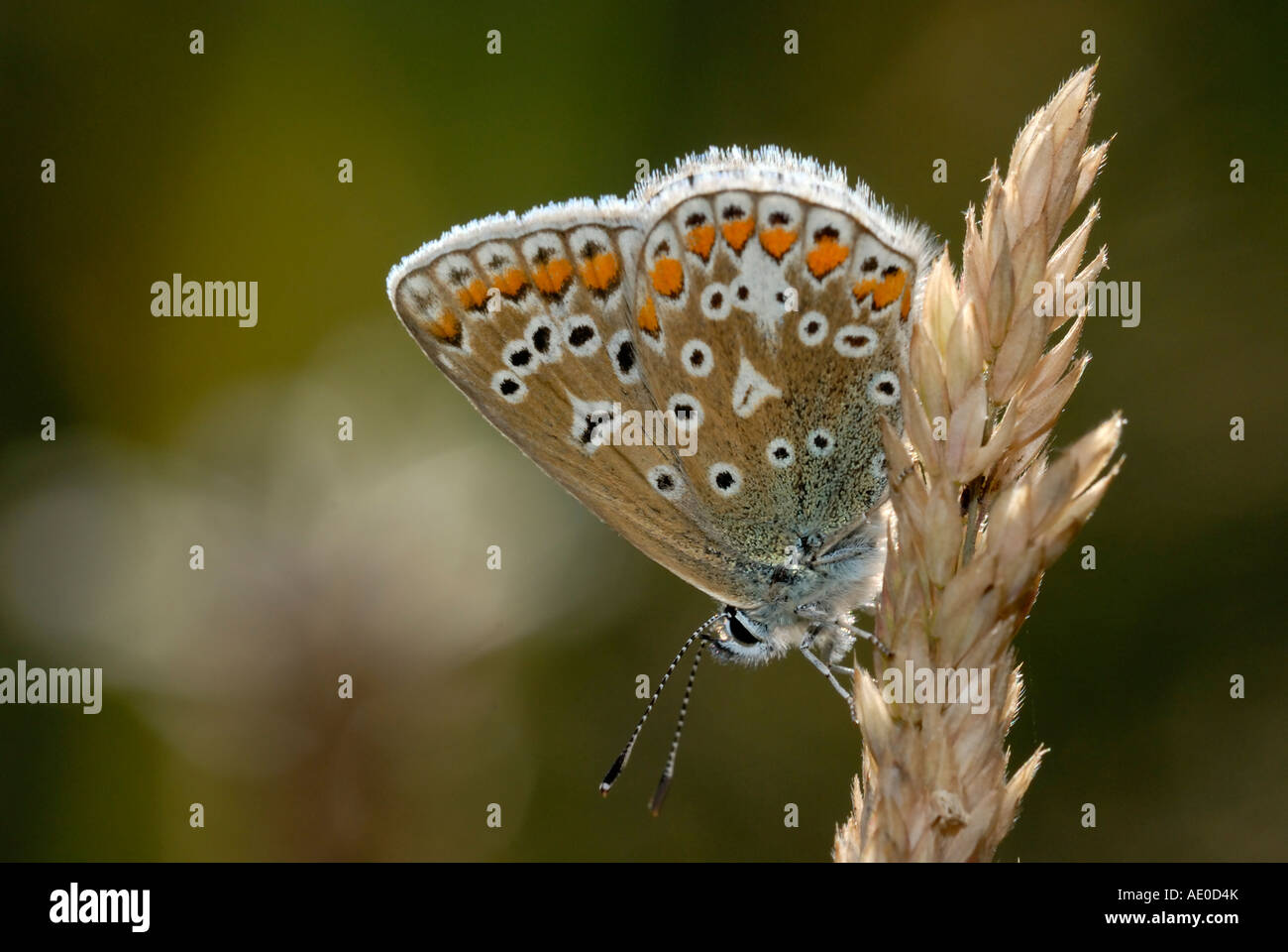 Common Blue butterfly, Polyommatus icarus backlit on grass seedhead ...