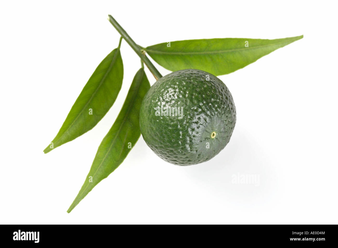 Green tangerine on white background Stock Photo - Alamy