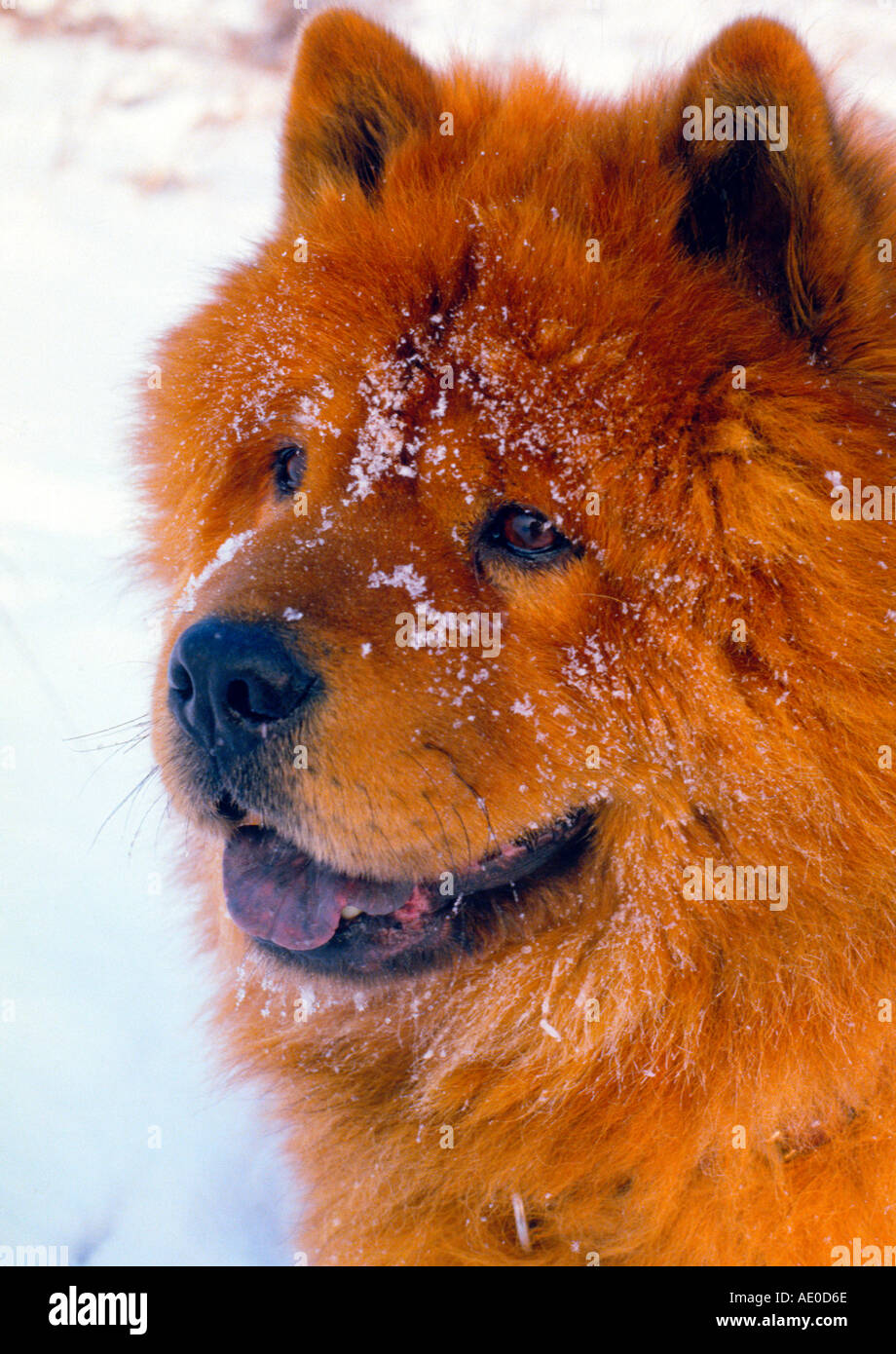 chow chow in snow Stock Photo - Alamy