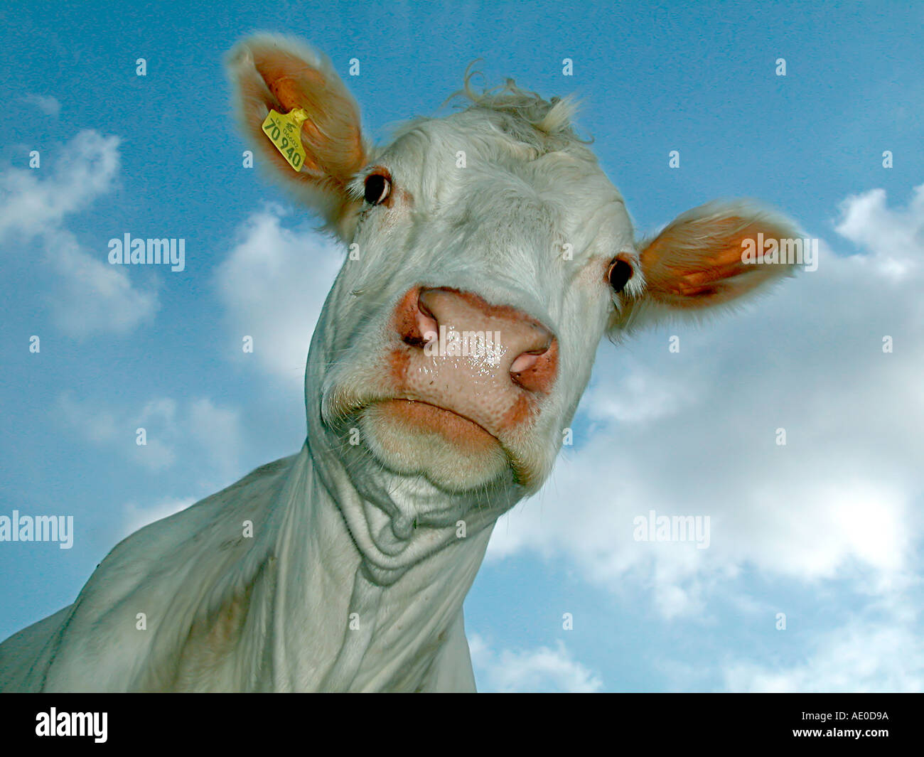 white cow looking from above Stock Photo - Alamy
