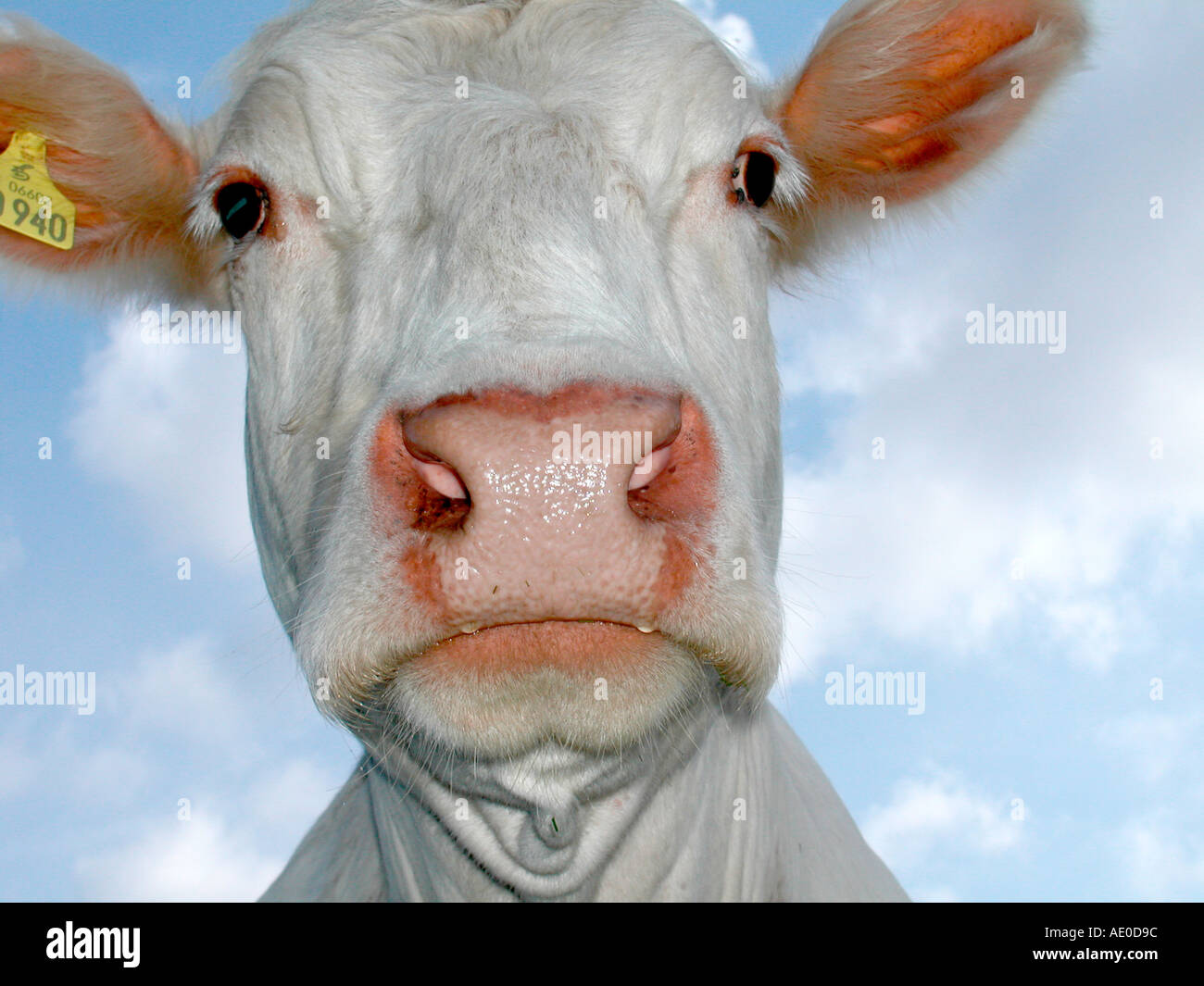 white cow looking from above Stock Photo - Alamy