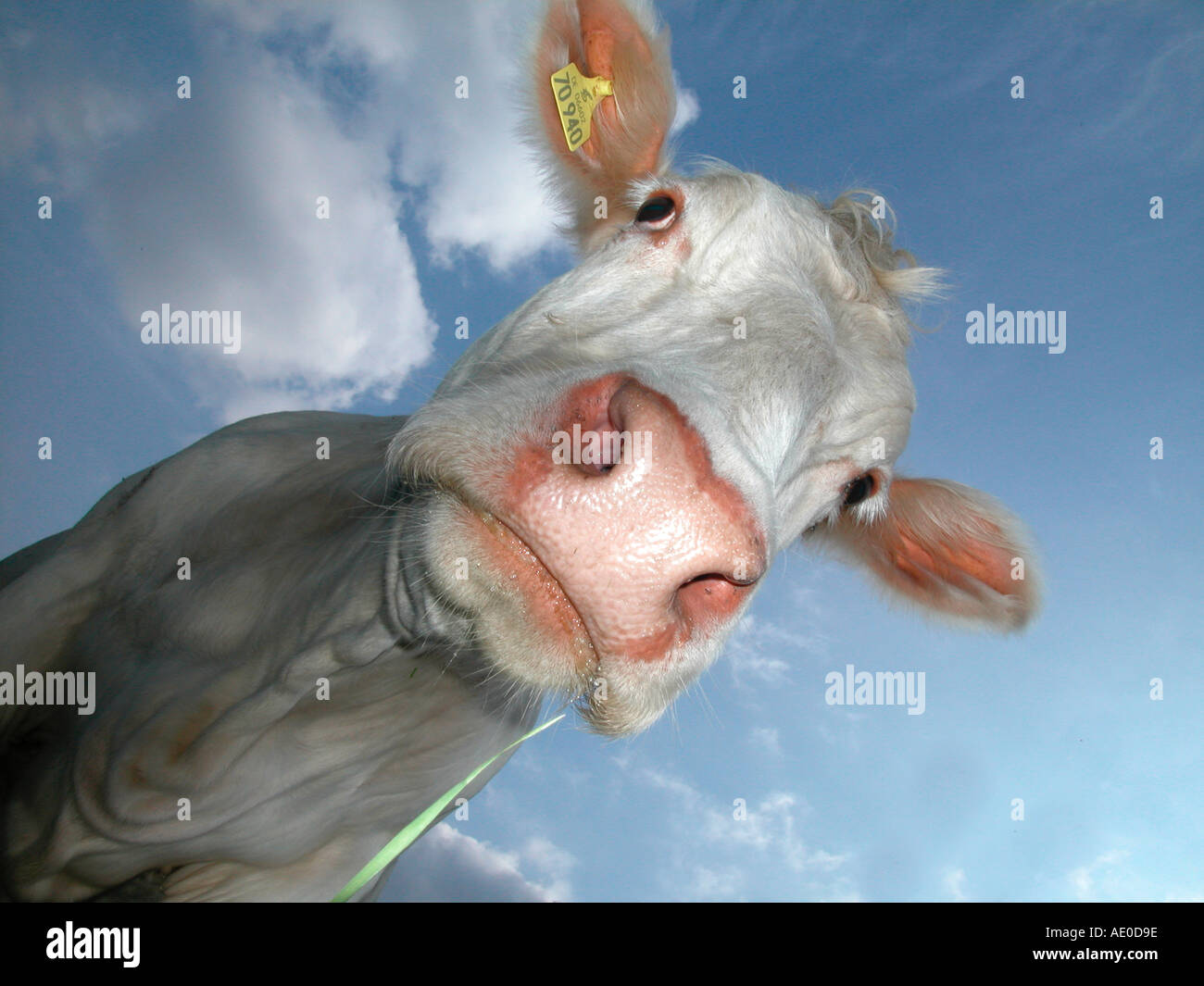 white cow looking from above Stock Photo - Alamy