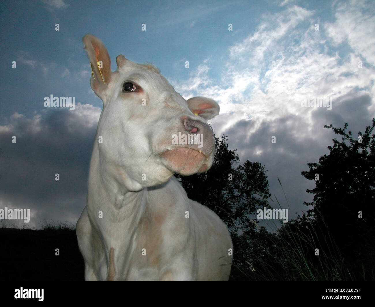 white cow with thunderstorm clouds in background Stock Photo - Alamy