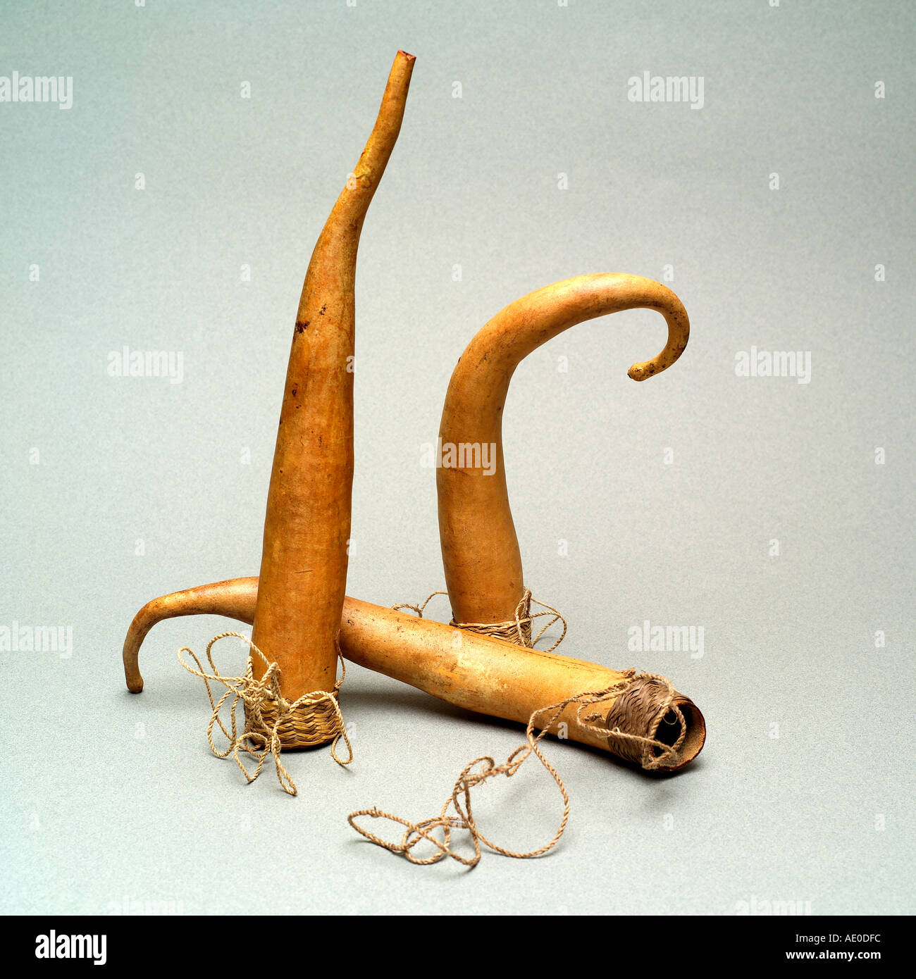 THREE PENIS GOURDS FROM THE TELEFOMIN TRIBE PAPUA NEW GUINEA SOUTHEAST ...