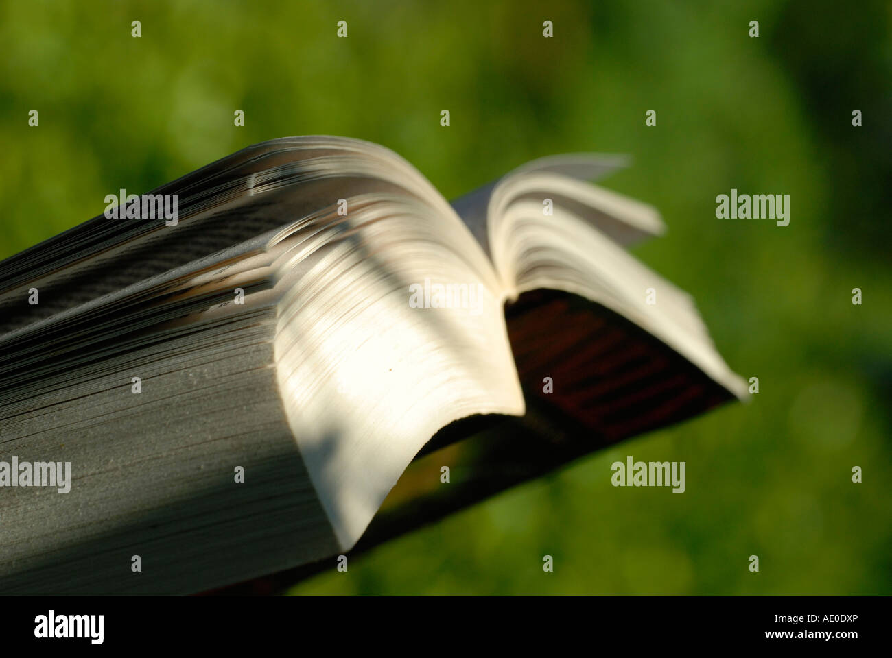 Reading in the garden Stock Photo - Alamy