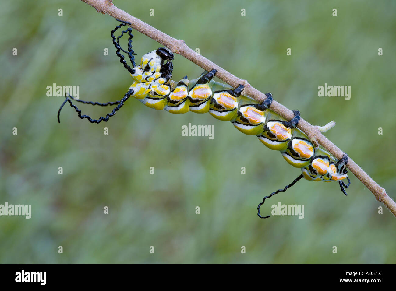 Caterpillar caterpiller hi-res stock photography and images - Alamy