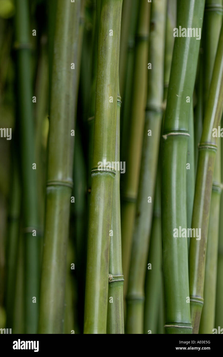 Timber bamboo in a St Ives, Cornwall, garden Stock Photo - Alamy