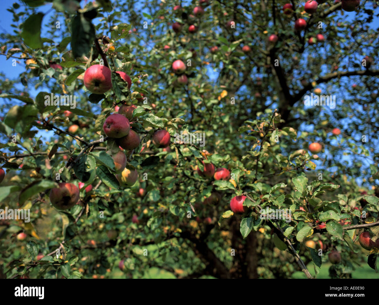 Heavy apple tree hi-res stock photography and images - Alamy