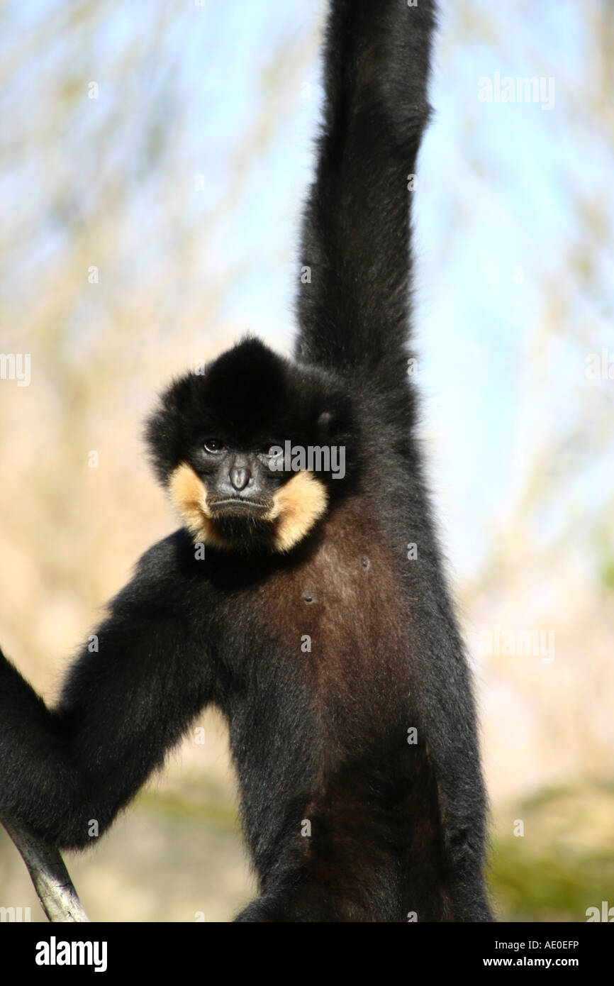 Male gibbon hi-res stock photography and images - Alamy