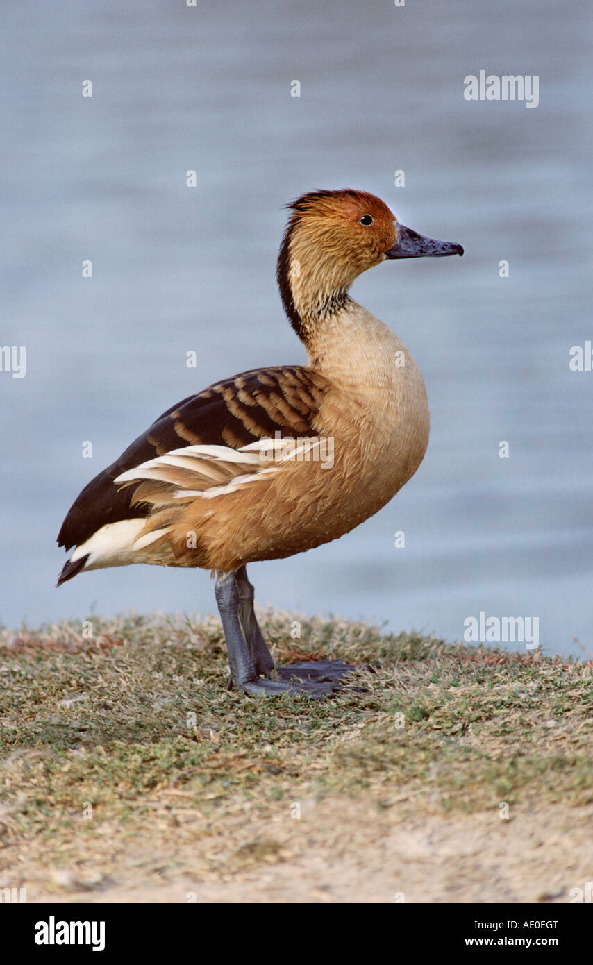 Fulvous Whistling Duck Dendrocygna bicolor San Diego CALIFORNIA USA ...