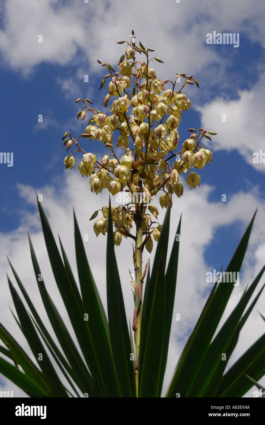 Yucca plant flower Stock Photo - Alamy