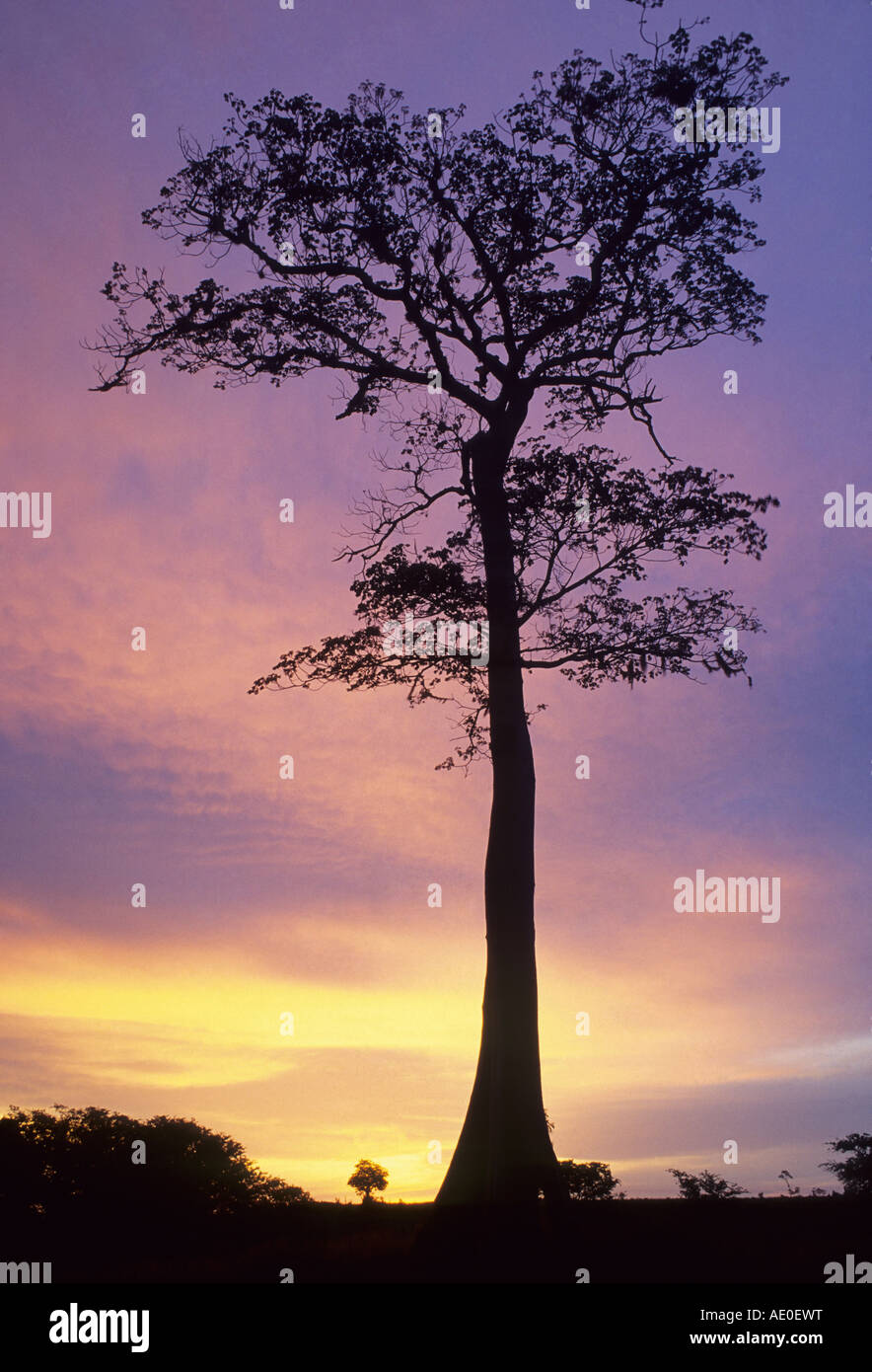 tree, trees, Tabasco, Tenocique, Seiba, sunset, dusk, nature, Mexico ...