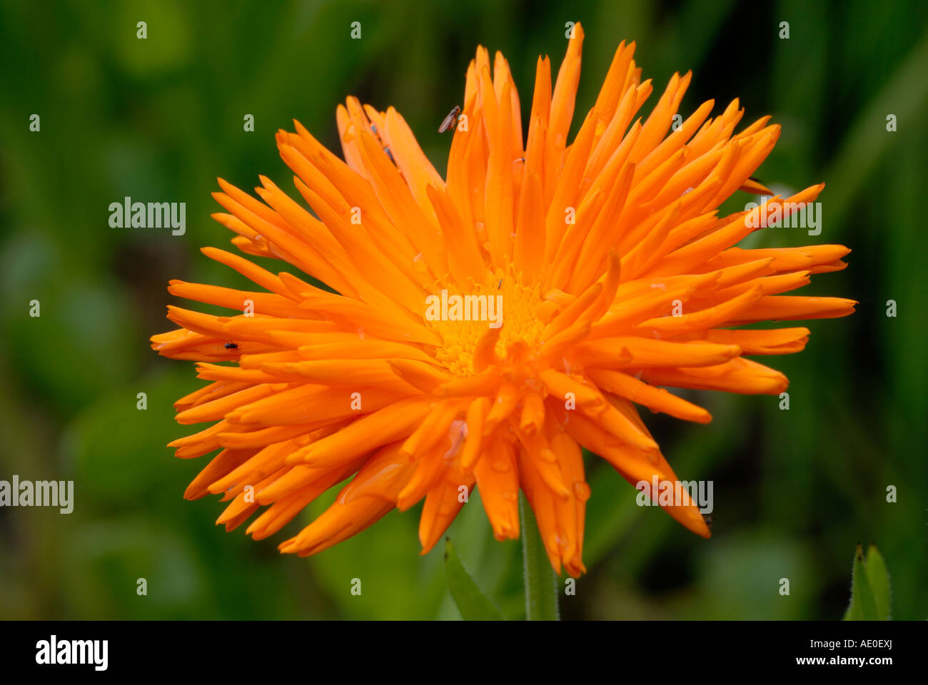 Pot Marigold flower, Calendula officinalis Stock Photo - Alamy