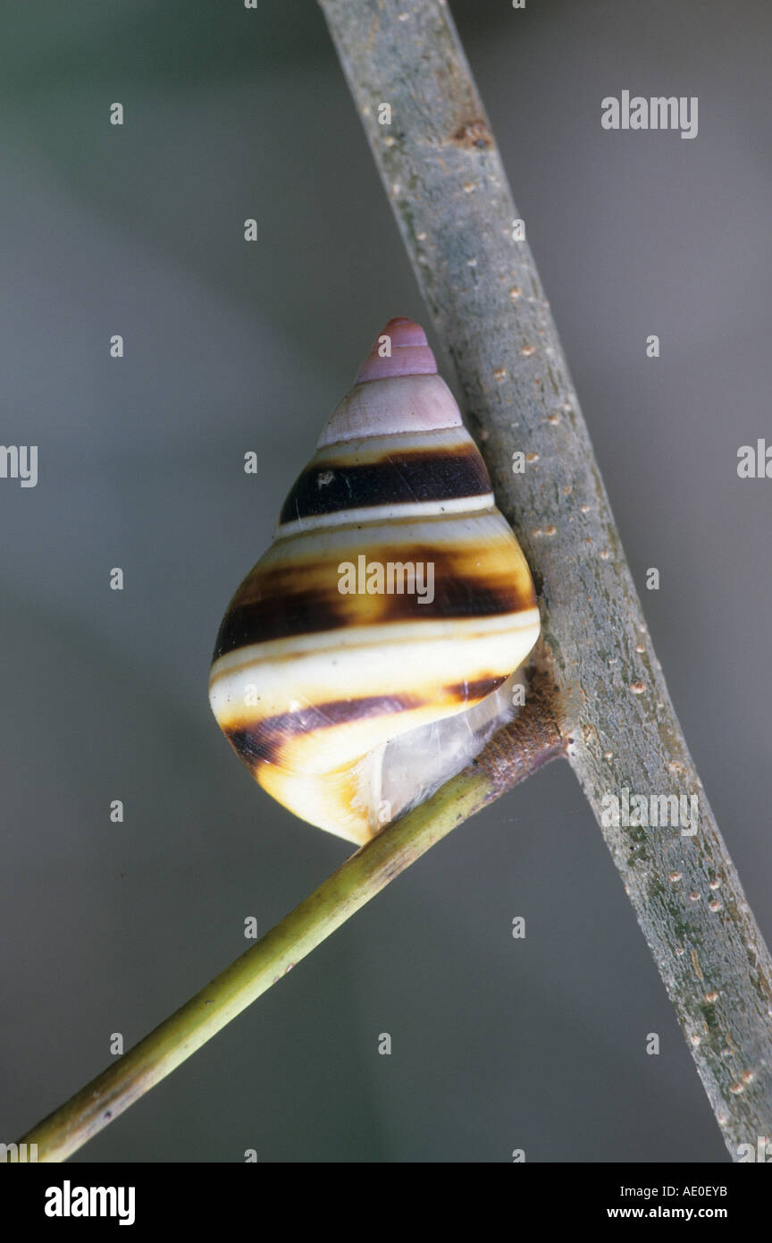 Florida Baumschnecke Florida Tree Snail Liguus fasciatus Everglades NP ...