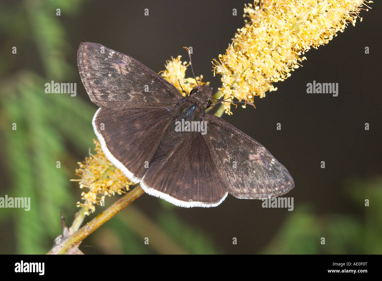 Funereal Duskywing Erynnis funeralis Tucson Arizona USA 10 May 2003 ...