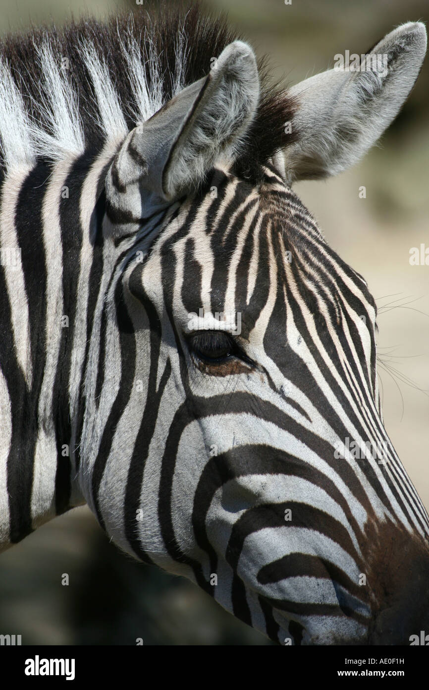 Zebra head closeup - Equus zebra zebra Stock Photo - Alamy
