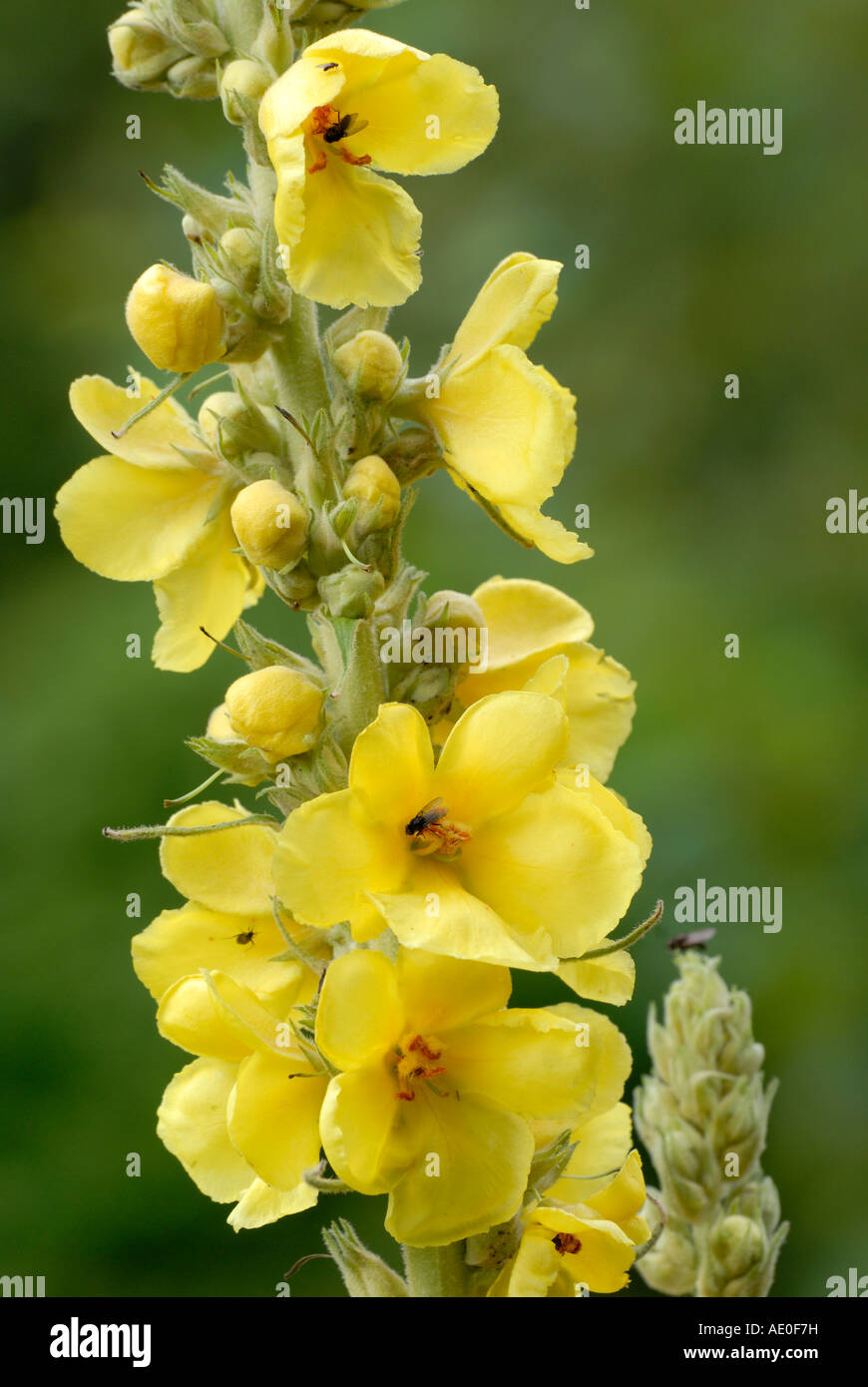 Greater Mullein flower, Verbascum thapsus, Wales, UK Stock Photo - Alamy