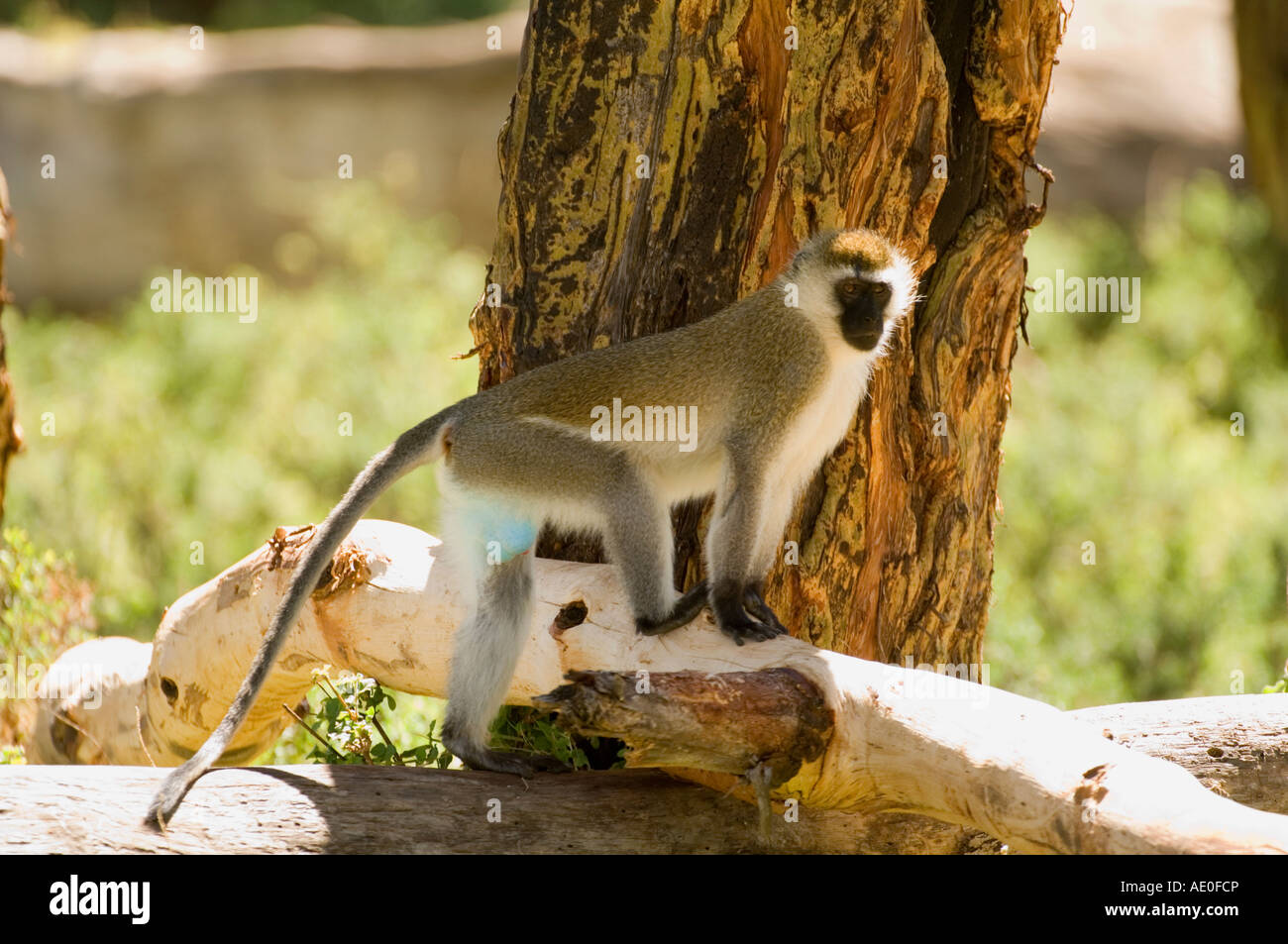 Vervet monkey (Cercopithecus pygerythrus Stock Photo - Alamy