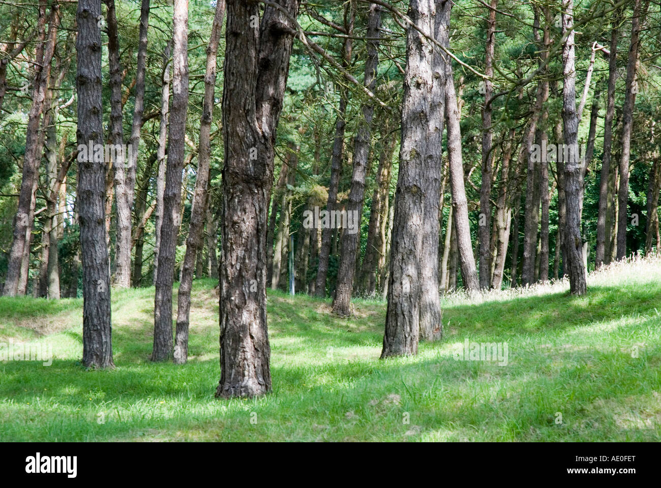 Trees on the Vimy Ridge, site of WW1 trench warfare Stock Photo - Alamy