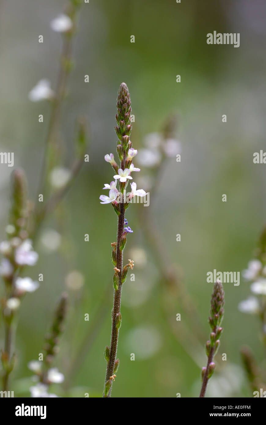 Vervain flower Verbena officinalis, Wales, UK Stock Photo - Alamy