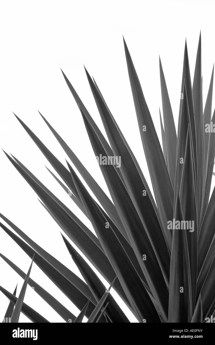 A high key image on a sharp angular leafed plant Stock Photo - Alamy