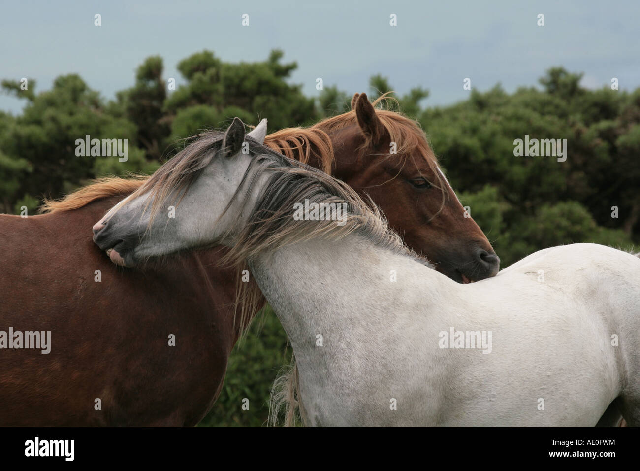 Two scratching others backs hi-res stock photography and images - Alamy