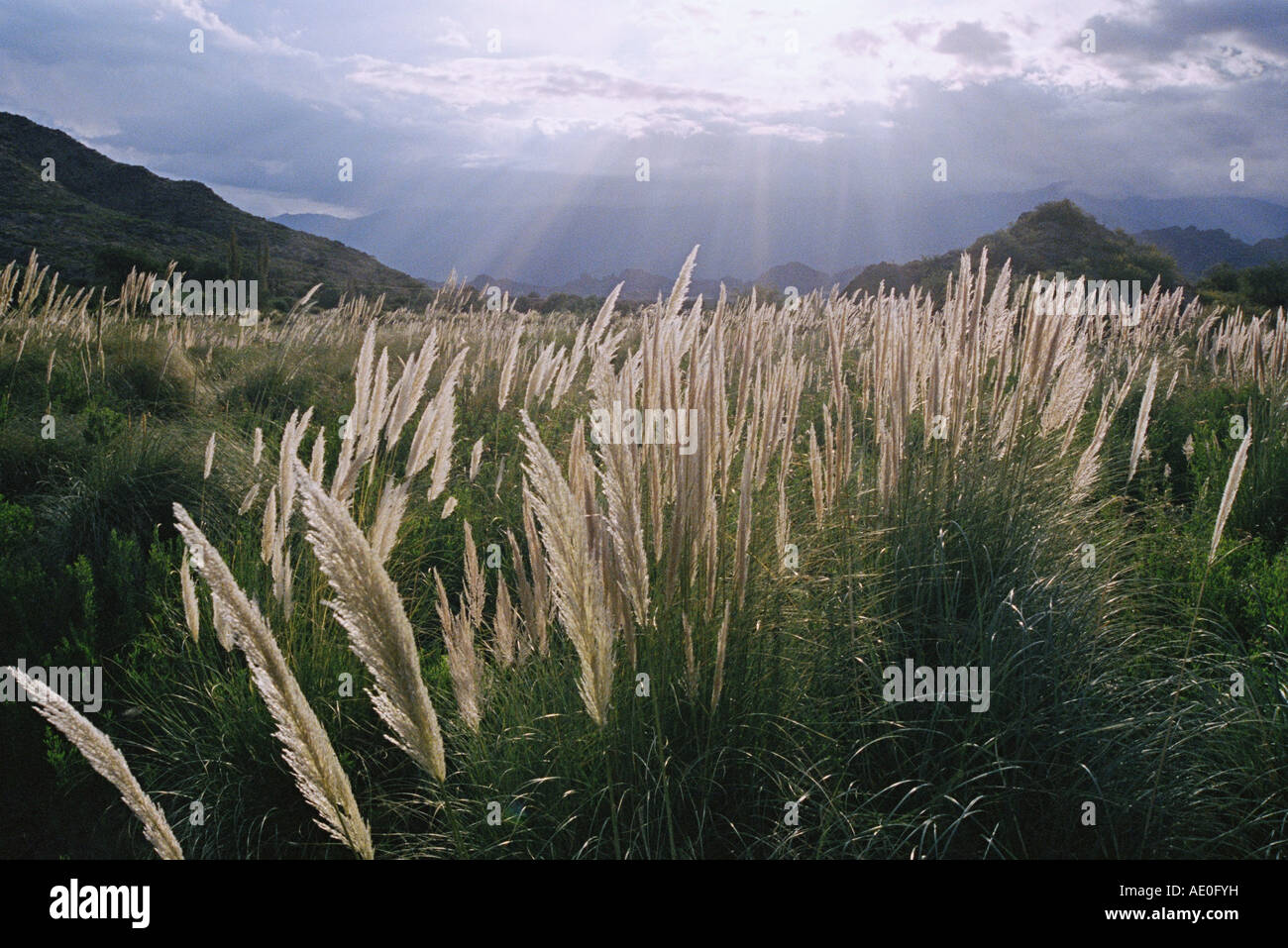 Long Grass Field Salta Stock Photo - Alamy